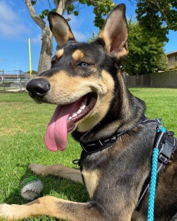 Dobsky (Doberman & Husky Mix) Info, Pictures, Facts, FAQs & More