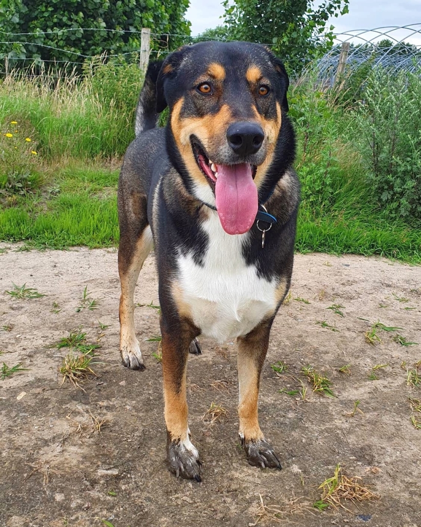 Dobsky (Doberman & Husky Mix) Info, Pictures, Facts, FAQs & More