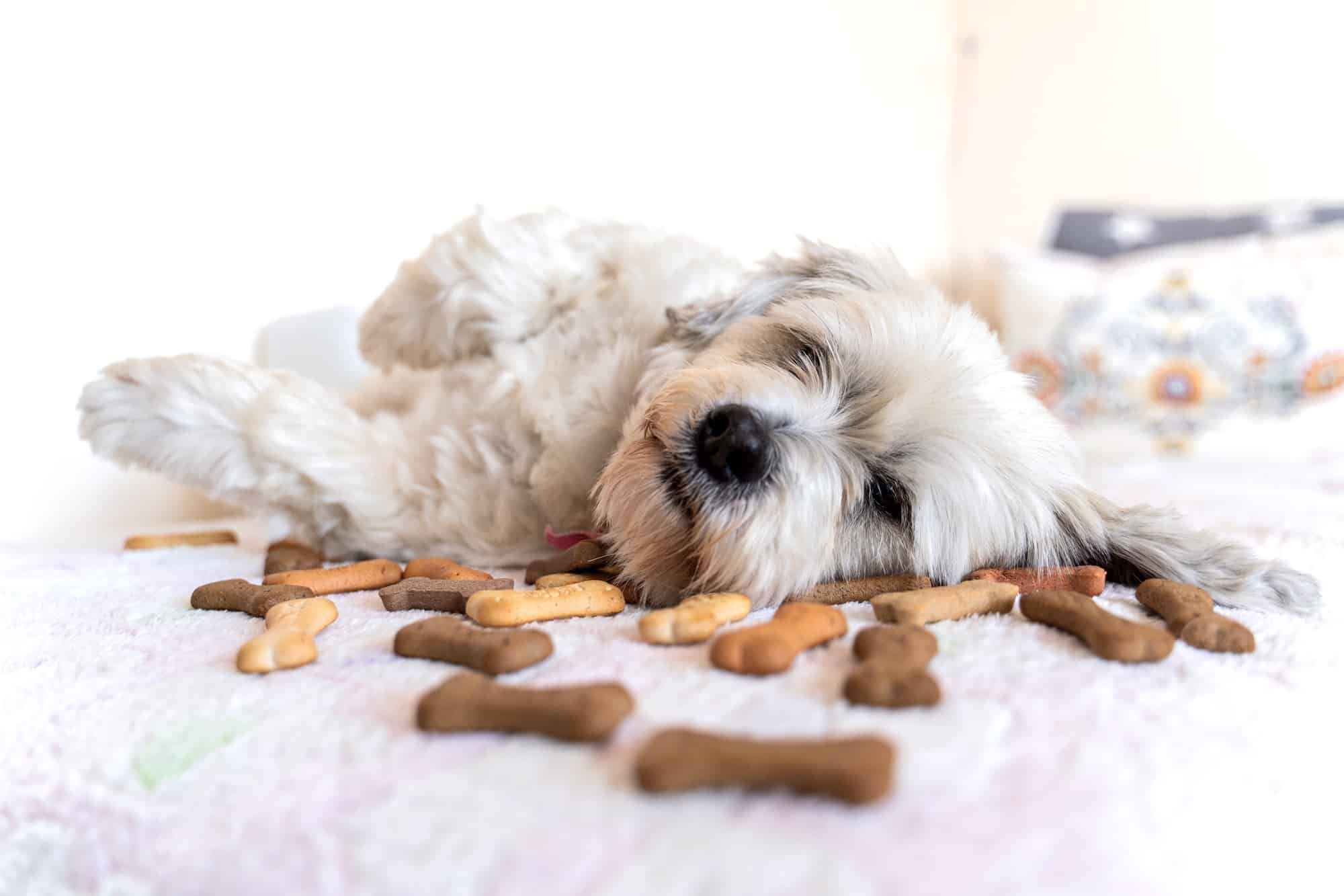 Should Dogs Eat Crackers