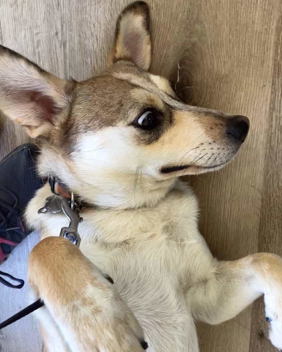 What Does Your Dog's Side-Eye (AKA Whale Eye) Really Mean?