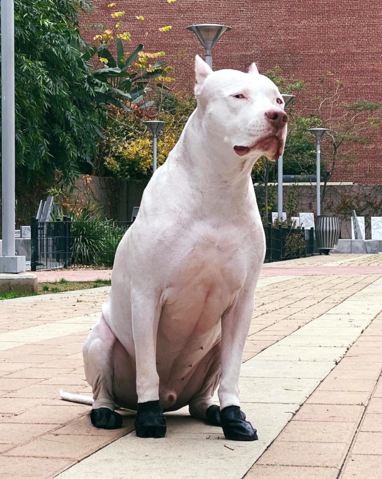 Dogo Pit (Dogo Argentino & Pitbull Mix) Info, Pictures, Facts, FAQs & More