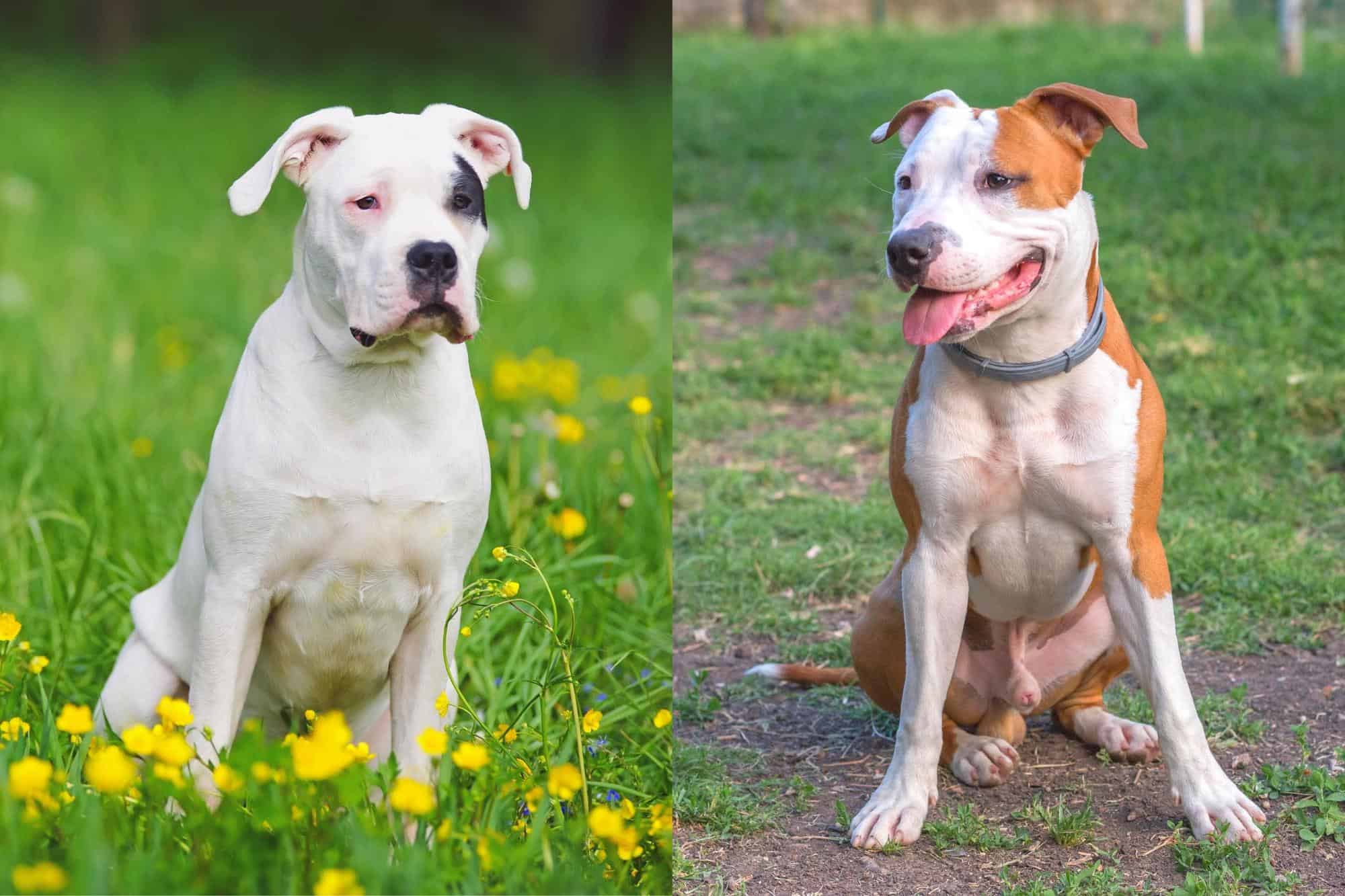 Dogo Pit Dogo Argentino Pitbull Mix Info Pictures Facts FAQs More Dogo Pit Dogo Argentino Pitbull Mix Info Pictures Facts FAQs More