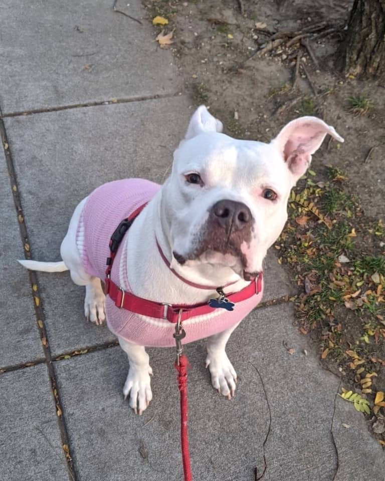Dogo Pit (Dogo Argentino & Pitbull Mix) Info, Pictures, Facts, FAQs & More
