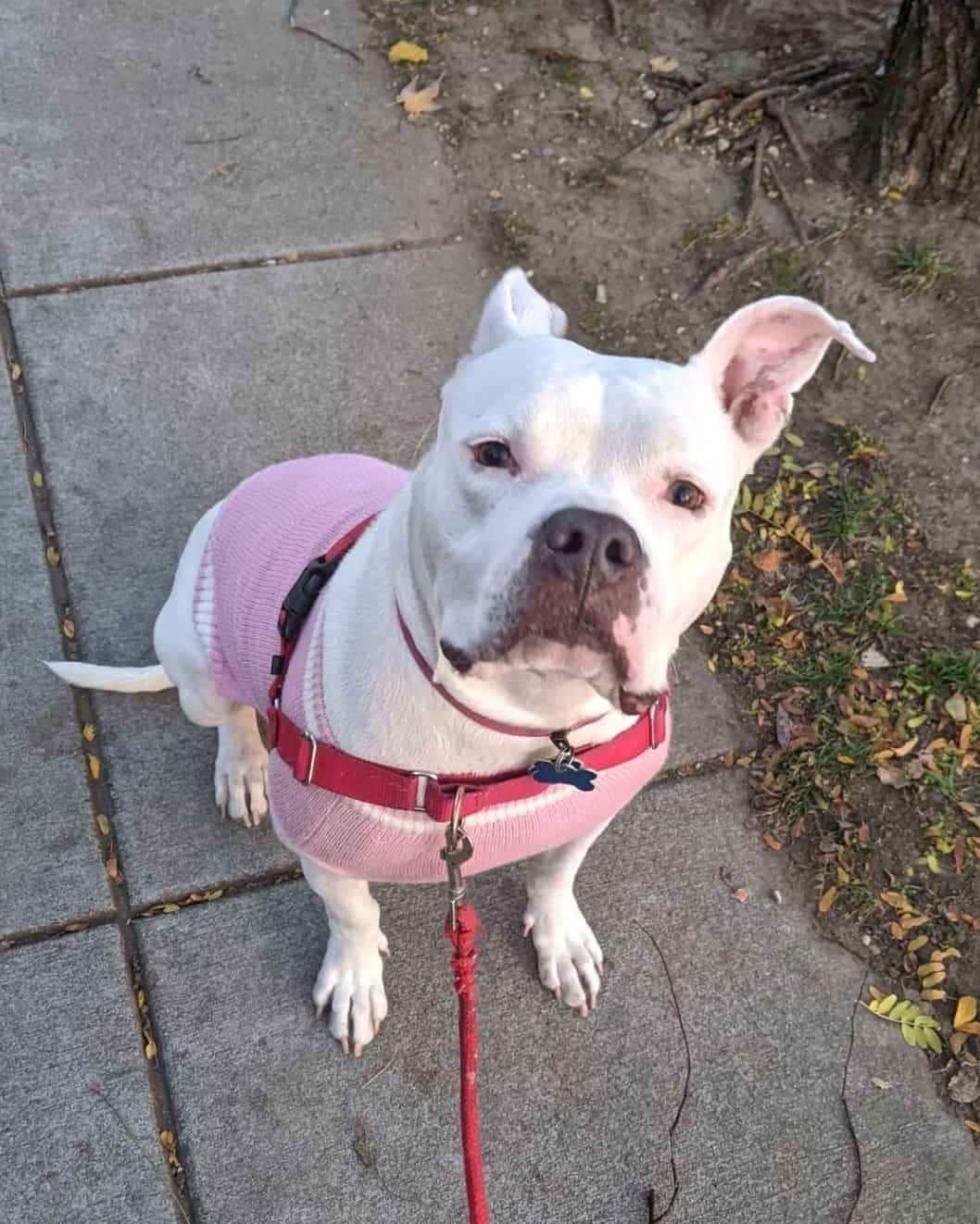 Dogo Pit (Dogo Argentino & Pitbull Mix) Info, Pictures, Facts, FAQs & More