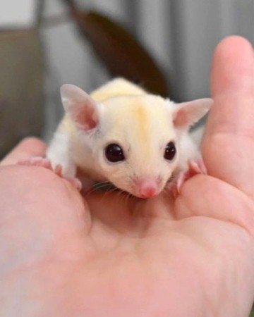 20+ Sugar Glider Colors and Patterns Explained (With Pictures)