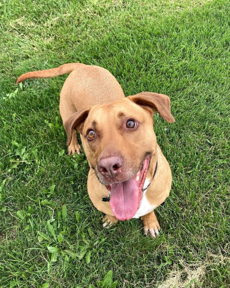 Doxie-Pit (Pitbull & Dachshund Mix) Info, Pictures, Facts, FAQs & More