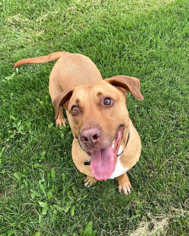 Doxie-Pit (Pitbull & Dachshund Mix) Info, Pictures, Facts, FAQs & More