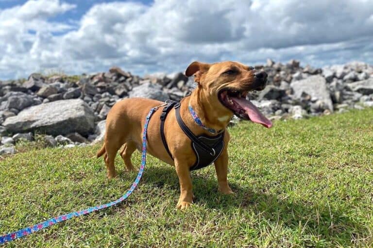 Doxie-Pit (Pitbull & Dachshund Mix) Info, Pictures, Facts, FAQs & More