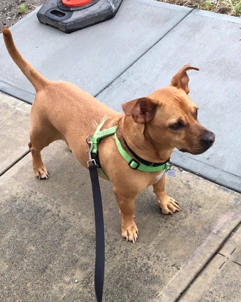 Doxie-Pit (Pitbull & Dachshund Mix) Info, Pictures, Facts, FAQs & More