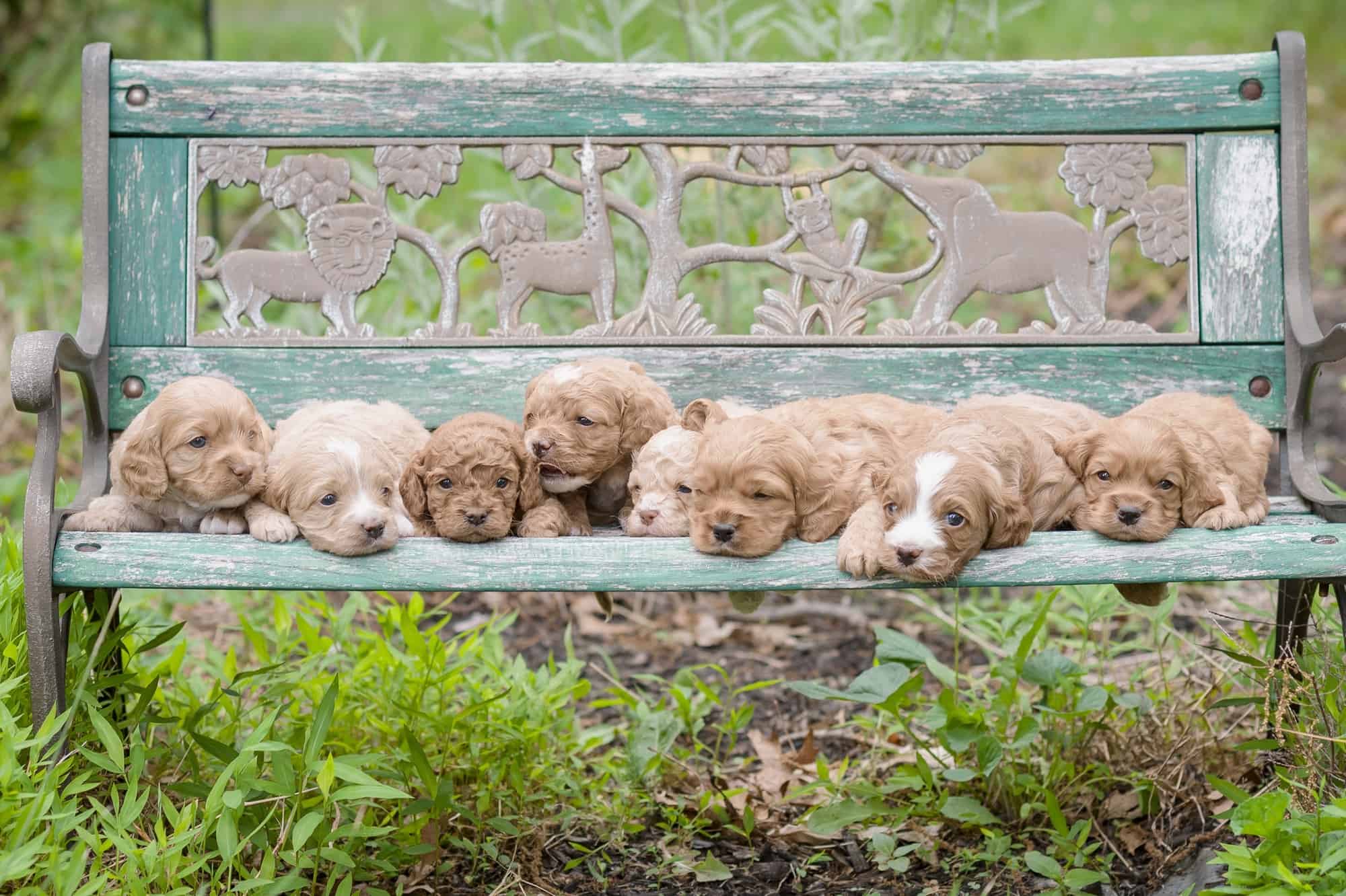 How Much Does a Cockapoo Cost? (2025 Price Guide)