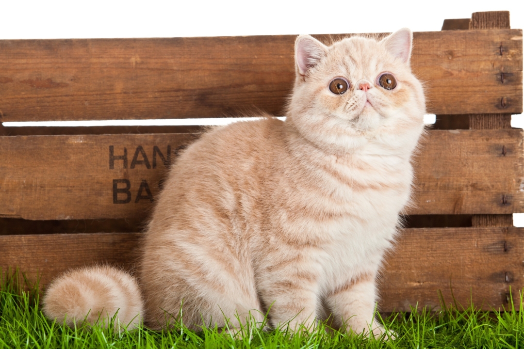 How Much Does an Exotic Shorthair Cost? (2025 Price Guide)