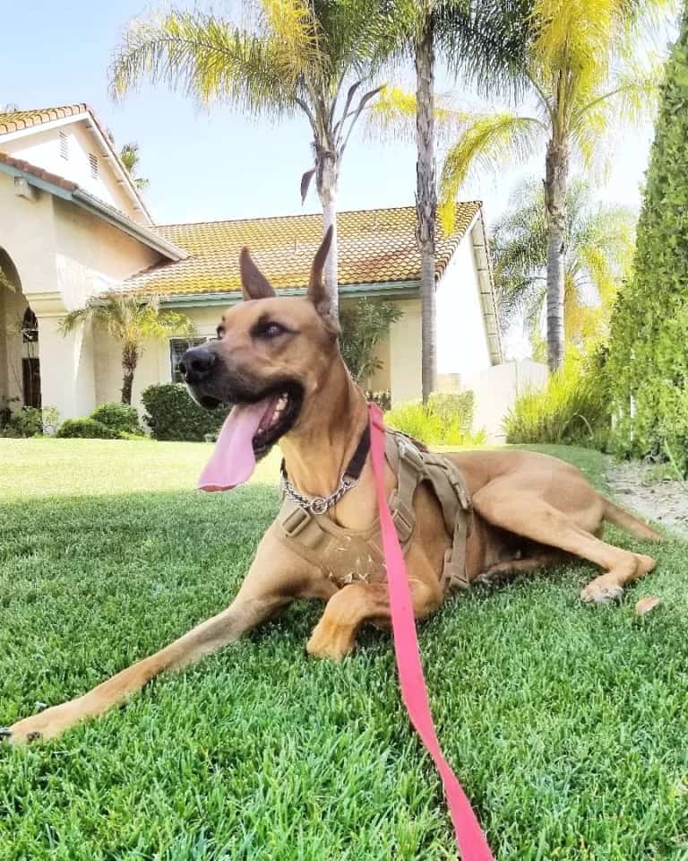 Doberdane (Doberman & Great Dane Mix) Info, Pictures, Facts, FAQs & More