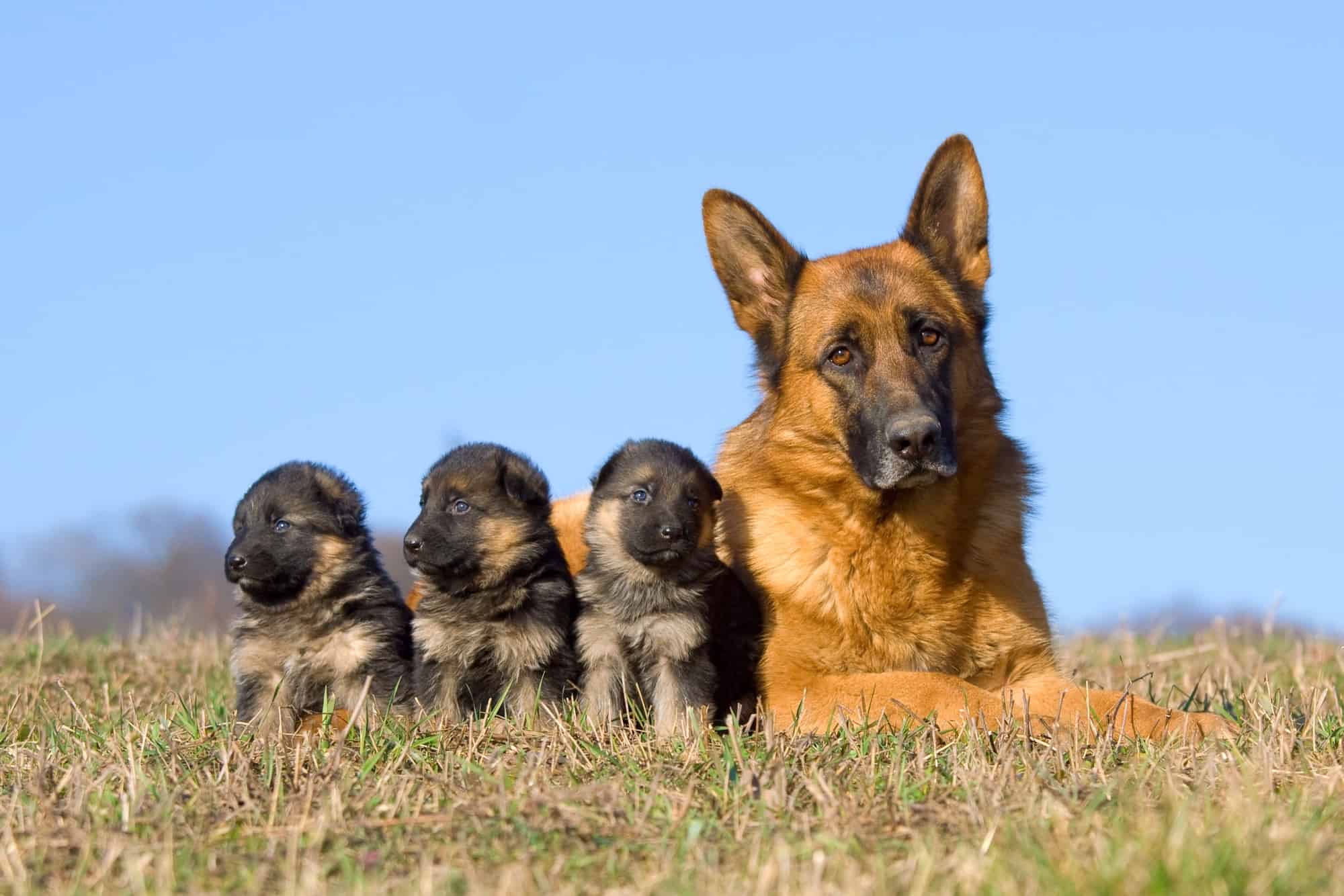 40+ Pictures of Baby German Shepherds to Brighten Your Day
