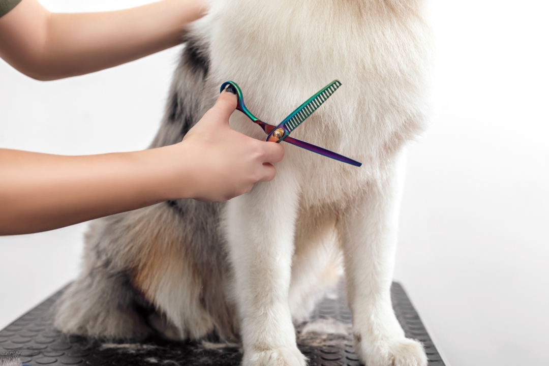 Australian Shepherd Grooming: An Ultimate Guide (With FAQs)