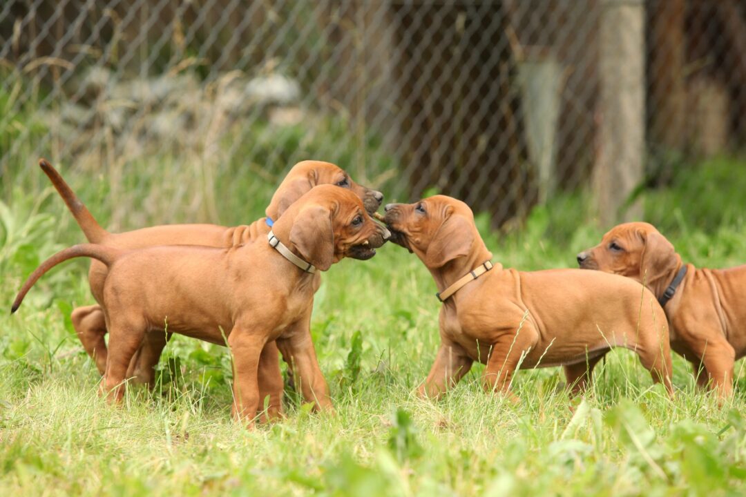 How Much Does a Rhodesian Ridgeback Cost? (2024 Guide)