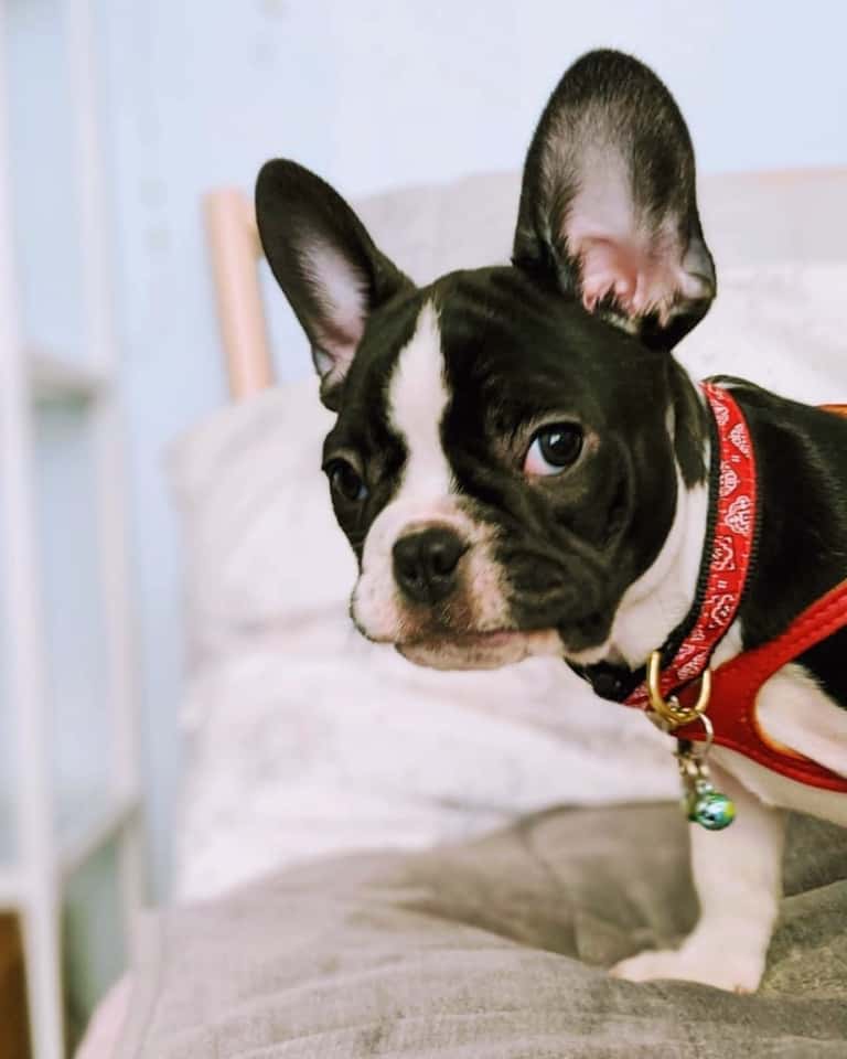 What Does Your Dog's Side-Eye (AKA Whale Eye) Really Mean?