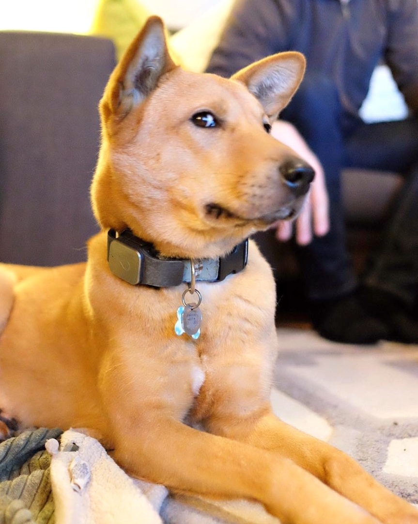 What Does Your Dog's Side-Eye (AKA Whale Eye) Really Mean?