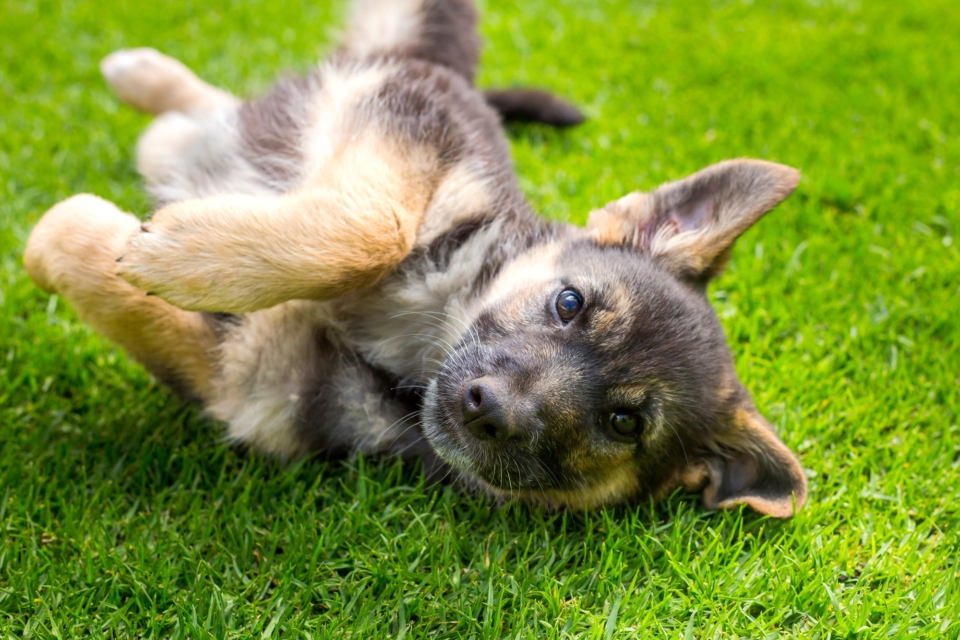 40+ Pictures of Baby German Shepherds to Brighten Your Day