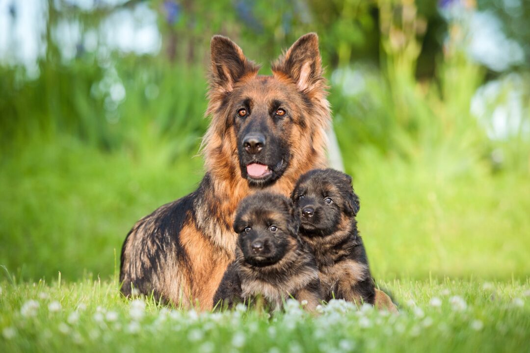 40+ Pictures of Baby German Shepherds to Brighten Your Day