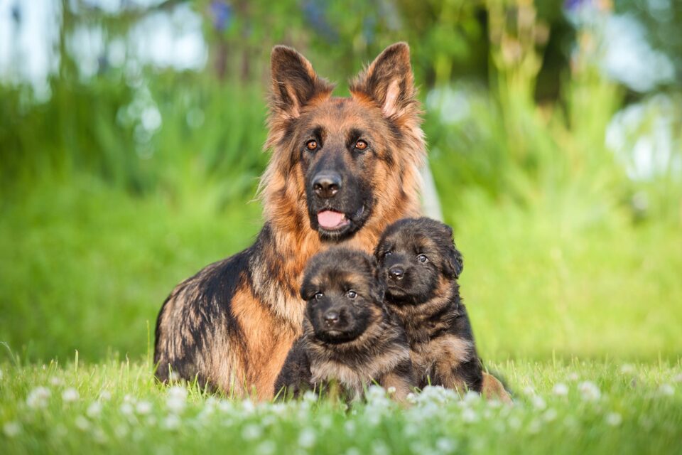 40+ Pictures of Baby German Shepherds to Brighten Your Day