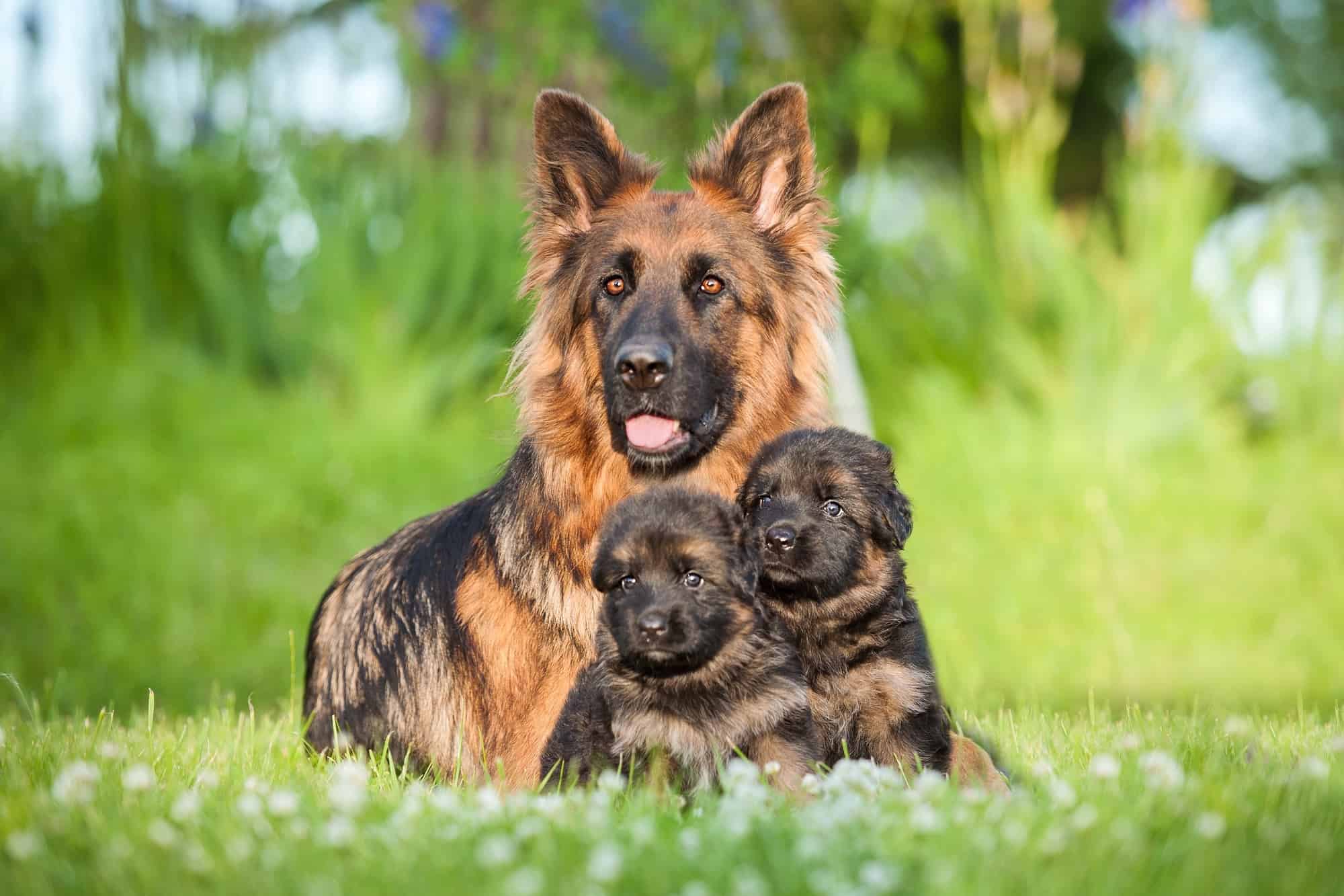 40+ Pictures of Baby German Shepherds to Brighten Your Day