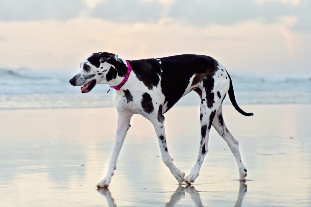 Great Dane Dalmatian Mix: Info, Pictures, Facts, FAQs & More