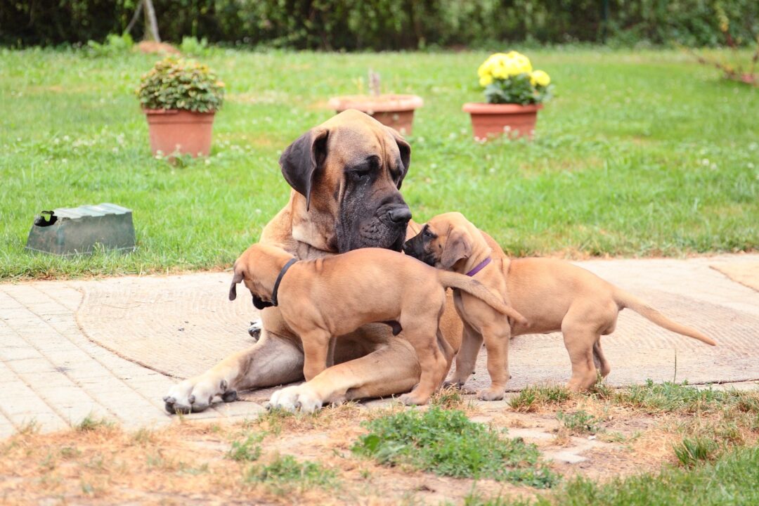 How Much Does a Great Dane Cost? (2026 Price Guide)