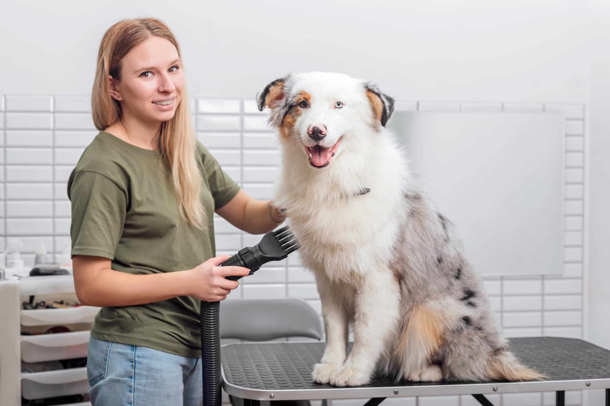 Australian Shepherd Grooming: An Ultimate Guide (With FAQs)