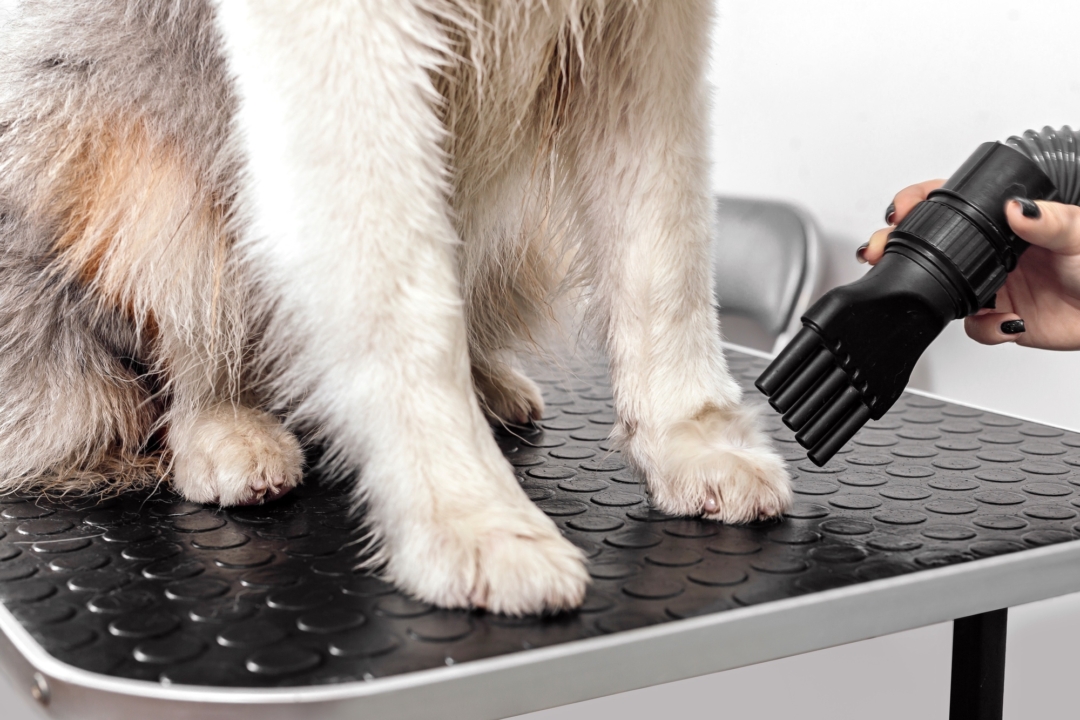 Australian Shepherd Grooming: An Ultimate Guide (With FAQs)