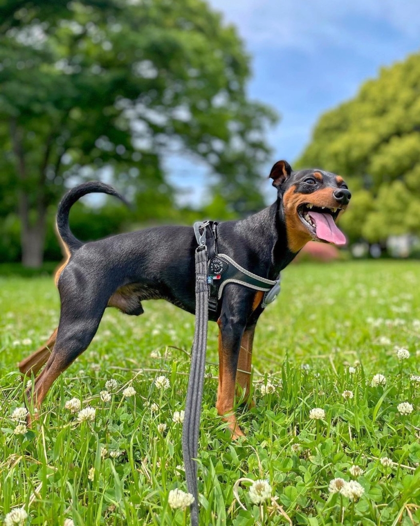 Chipin (Chihuahua & Miniature Pinscher Mix) Info, Pictures, Facts & More