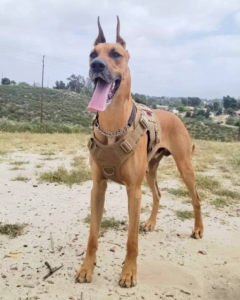 Doberdane (Doberman & Great Dane Mix) Info, Pictures, Facts, FAQs & More