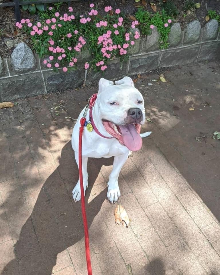 Dogo Pit (Dogo Argentino & Pitbull Mix) Info, Pictures, Facts, FAQs & More