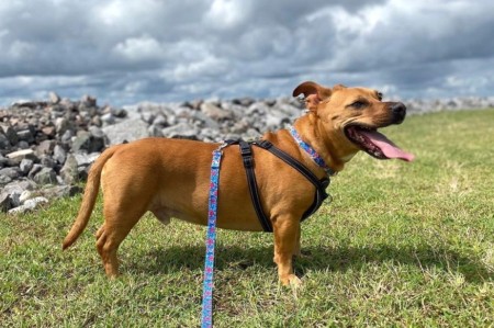 Doxie-Pit (Pitbull & Dachshund Mix) Info, Pictures, Facts, FAQs & More