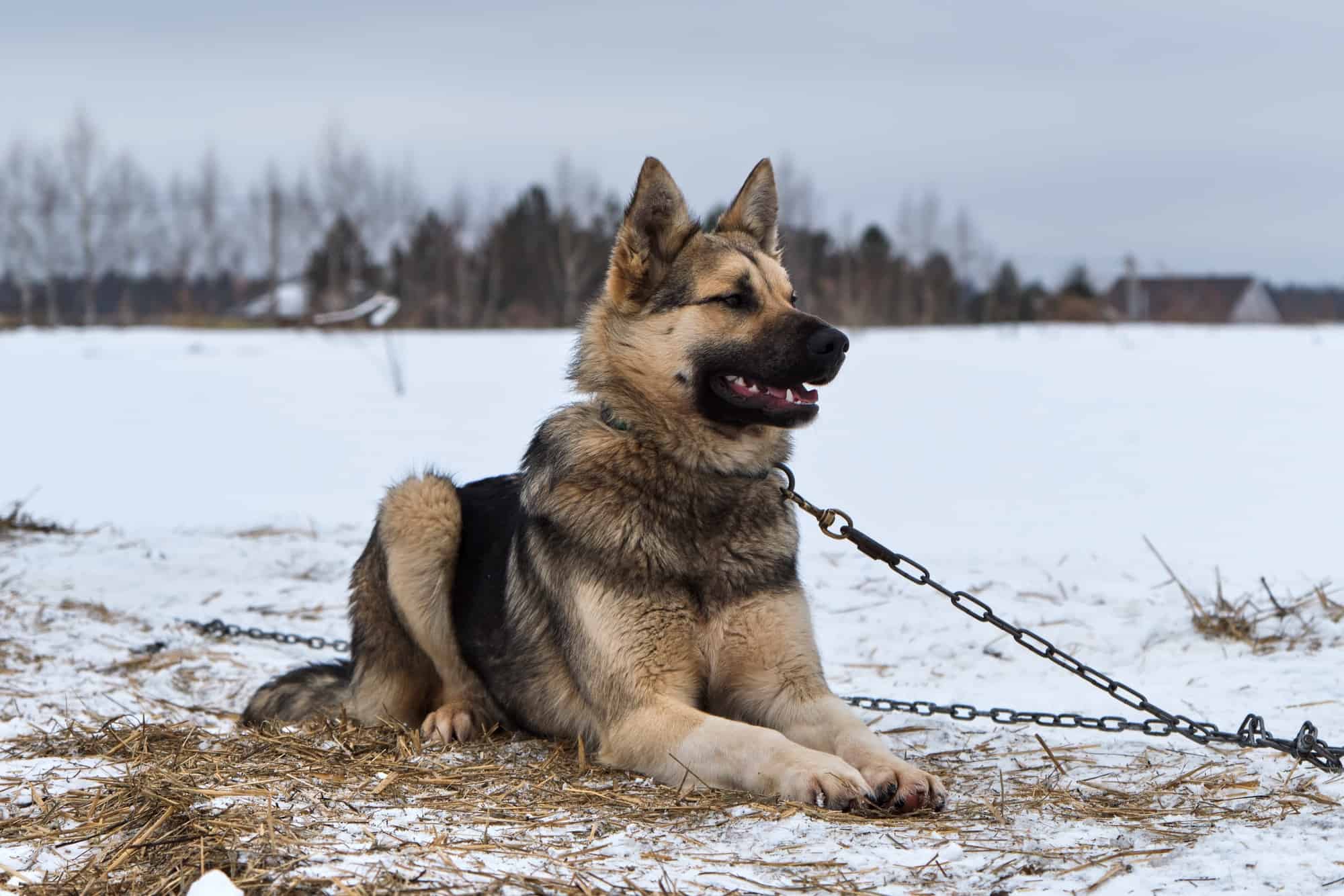 30 Different Types of Huskies (With Pictures) - Bubbly Pet