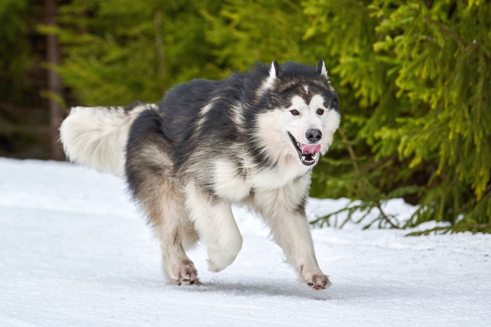 30 Different Types of Huskies (With Pictures) - Bubbly Pet