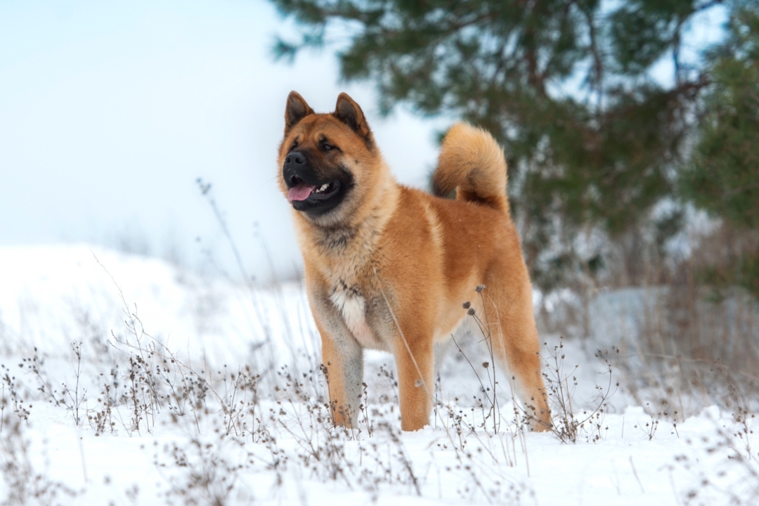 30 Different Types of Huskies (With Pictures) - Bubbly Pet