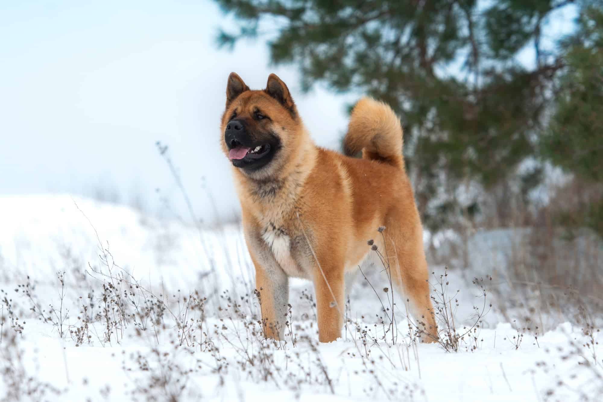 30 Different Types of Huskies (With Pictures) - Bubbly Pet