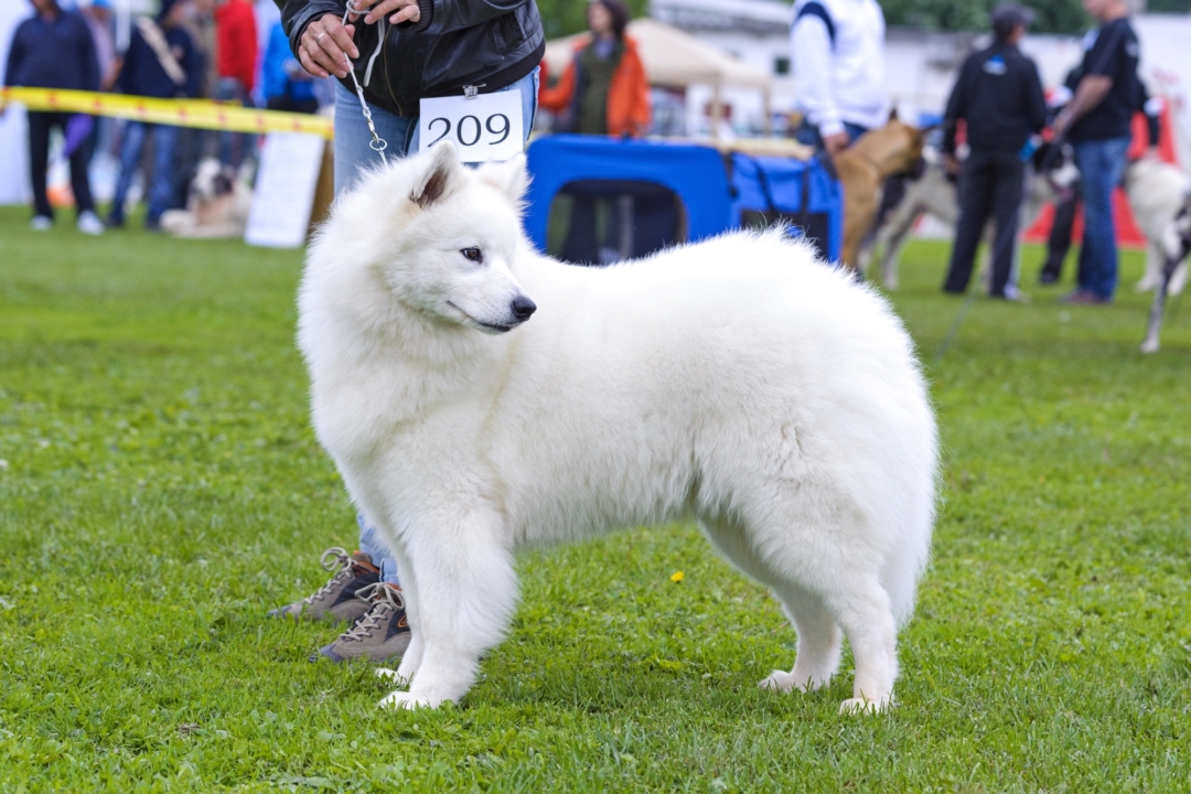 30 Different Types of Huskies (With Pictures) - Bubbly Pet