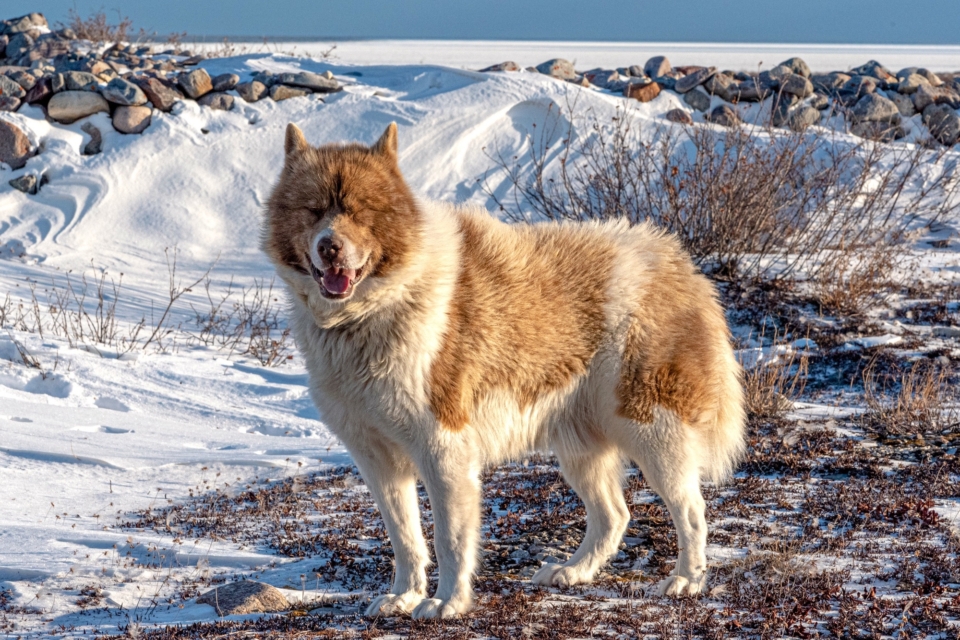 30 Different Types of Huskies (With Pictures) - Bubbly Pet