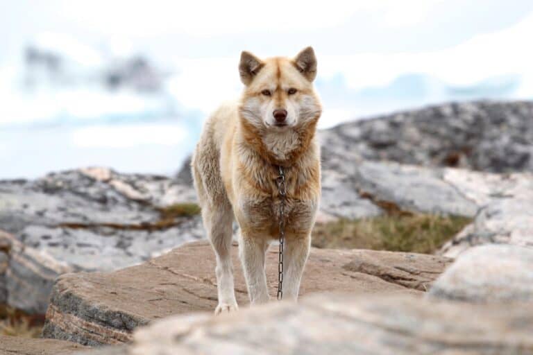 30 Different Types of Huskies (With Pictures) - Bubbly Pet