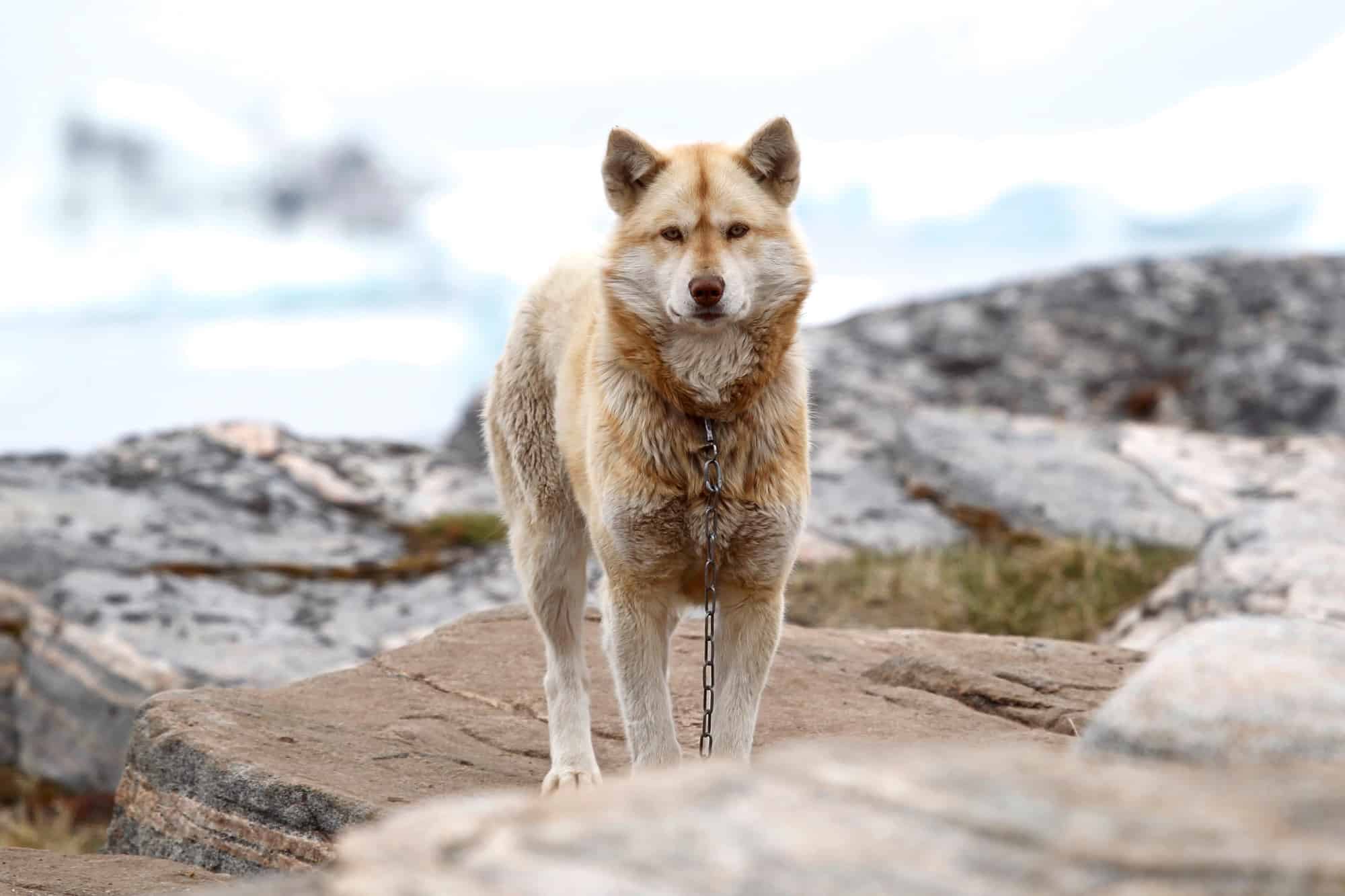 30 Different Types of Huskies (With Pictures) - Bubbly Pet