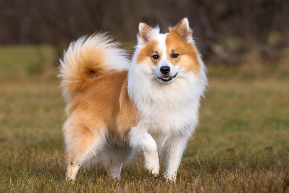 30 Different Types of Huskies (With Pictures) - Bubbly Pet