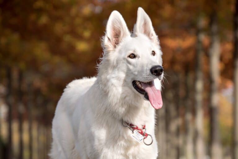 30 Different Types of Huskies (With Pictures) - Bubbly Pet