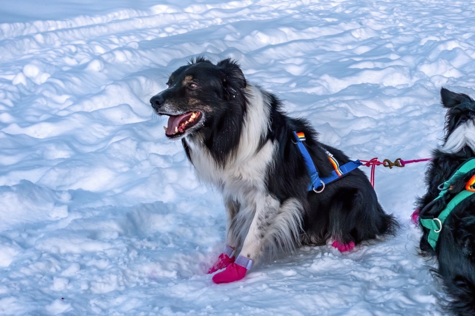 30 Different Types of Huskies (With Pictures) - Bubbly Pet