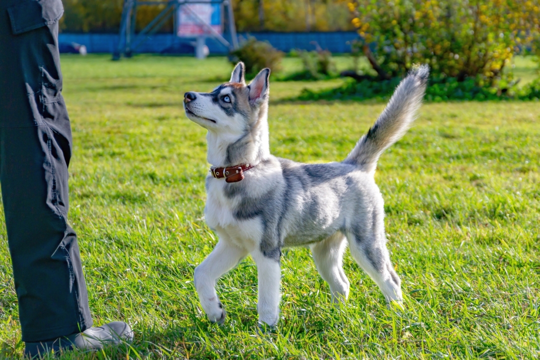 30 Different Types of Huskies (With Pictures) - Bubbly Pet