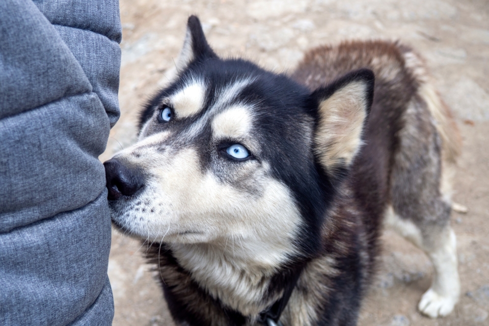 30 Different Types of Huskies (With Pictures) - Bubbly Pet