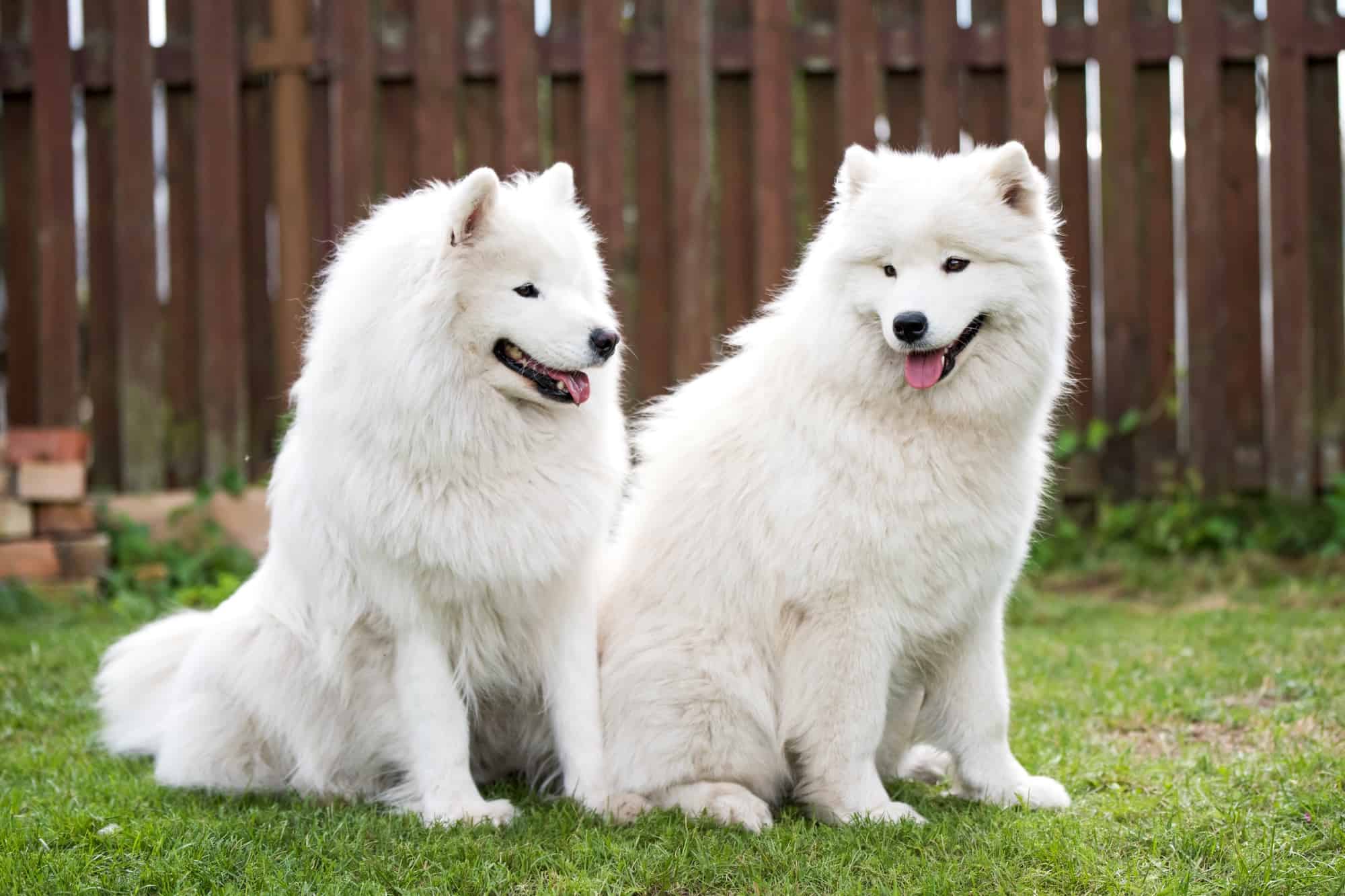 30 Different Types of Huskies (With Pictures) - Bubbly Pet