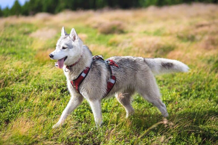 30 Different Types of Huskies (With Pictures) - Bubbly Pet