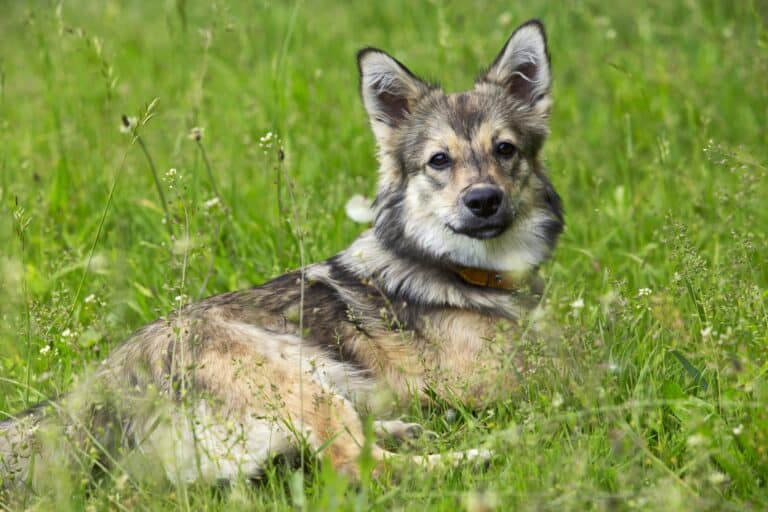 30 Different Types of Huskies (With Pictures) - Bubbly Pet