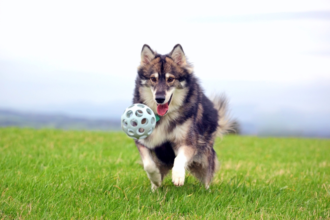 30 Different Types of Huskies (With Pictures) - Bubbly Pet